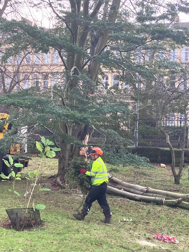 Storm damage to Nothofagus dombeyi - Friends of Glasgow Botanic Gardens